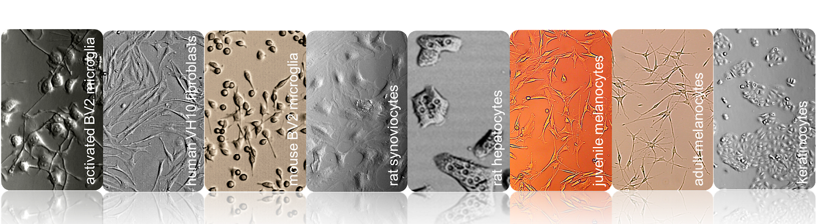 Oddelenie tkanivových kultúr a biochemického inžinierstva – Ústav ...